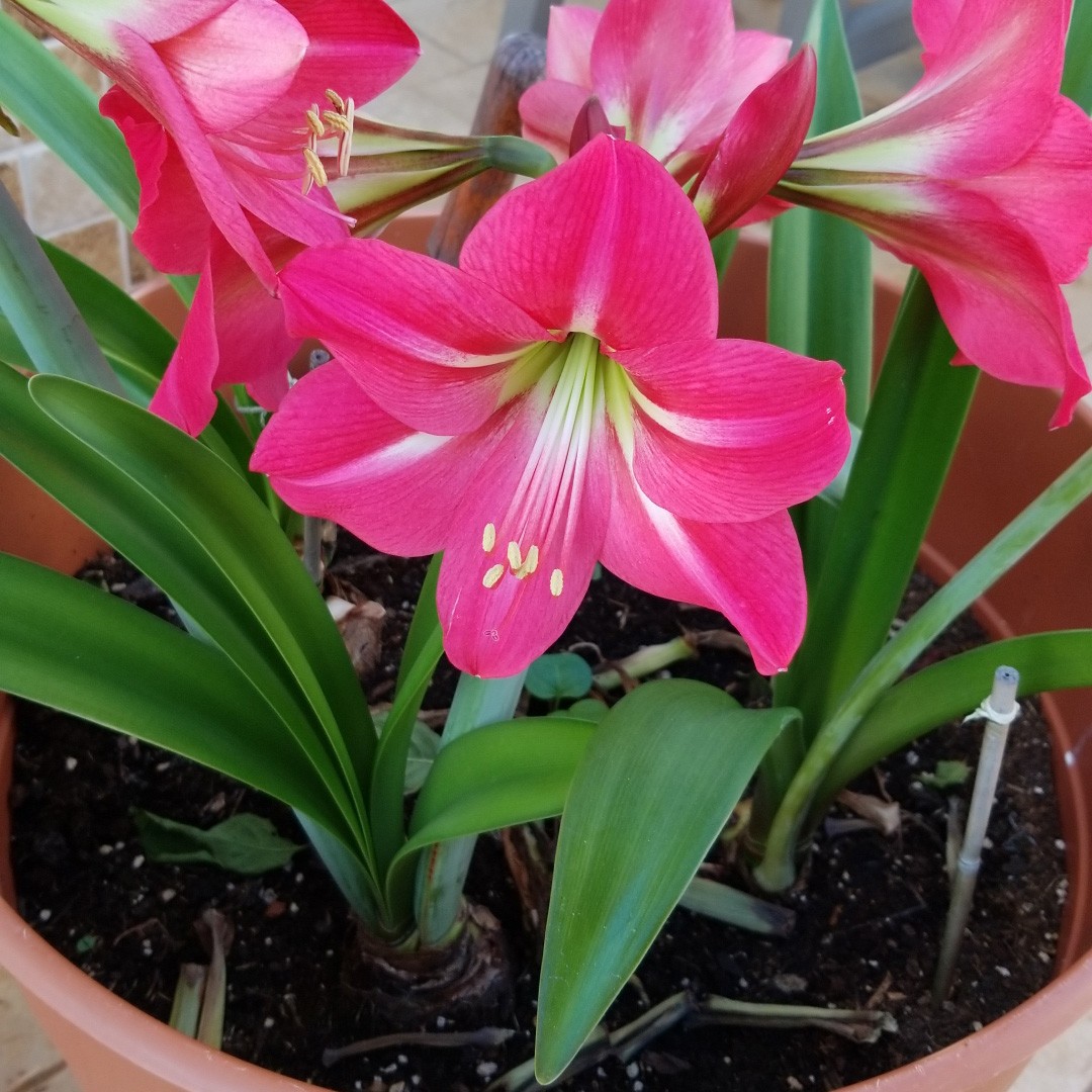 Amaryllis Flower, Leaf, Care, Uses - PictureThis