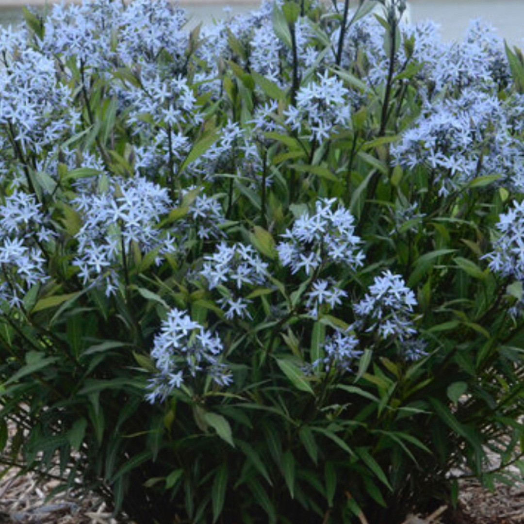 How to Plant and Grow Eastern bluestar 'Storm Cloud'(Amsonia ...