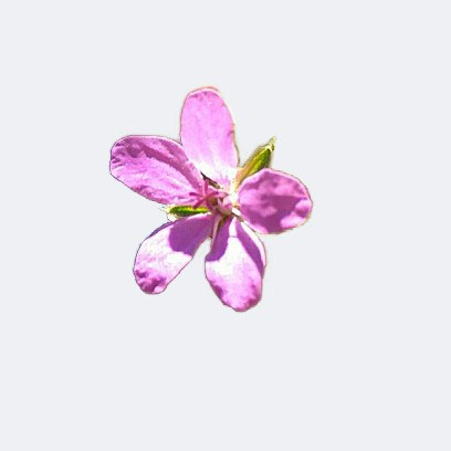 Журавельник хиосский (Erodium chium) - PictureThis