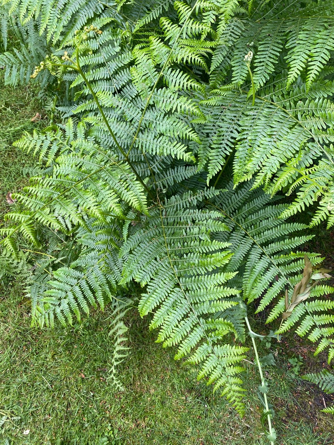 Samambaia Pteridium Aquilinum Iriflophenone 3 C β D Glucopyranoside