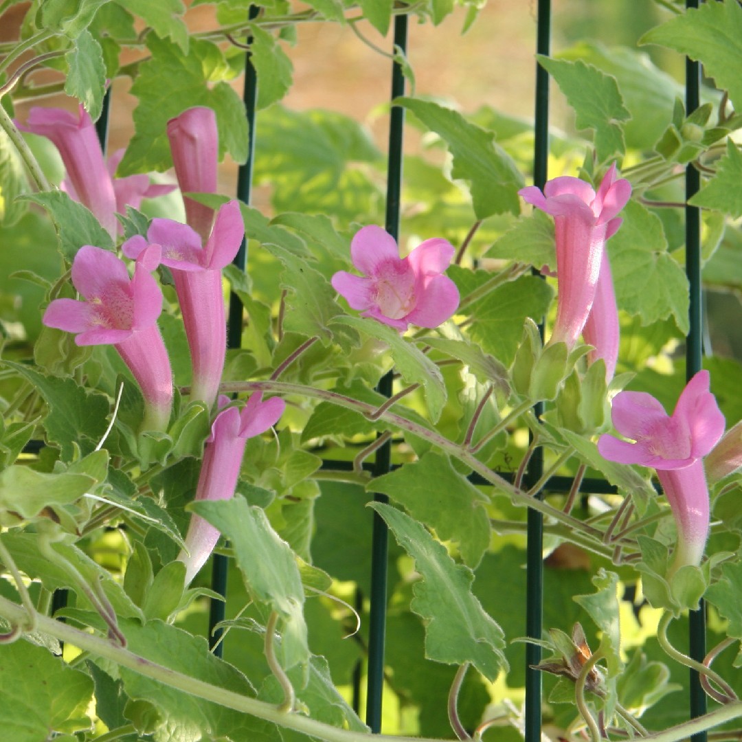 Asarina (Lophospermum erubescens) - PictureThis