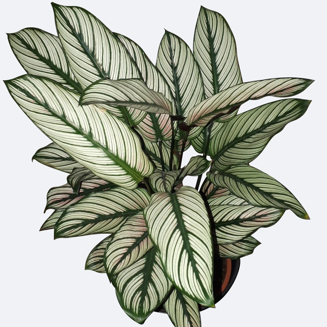 Calathea - PictureThis
