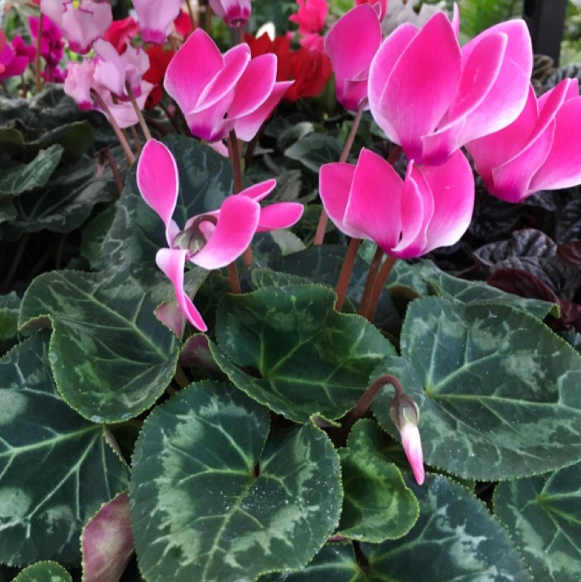 Cyclamen - PictureThis