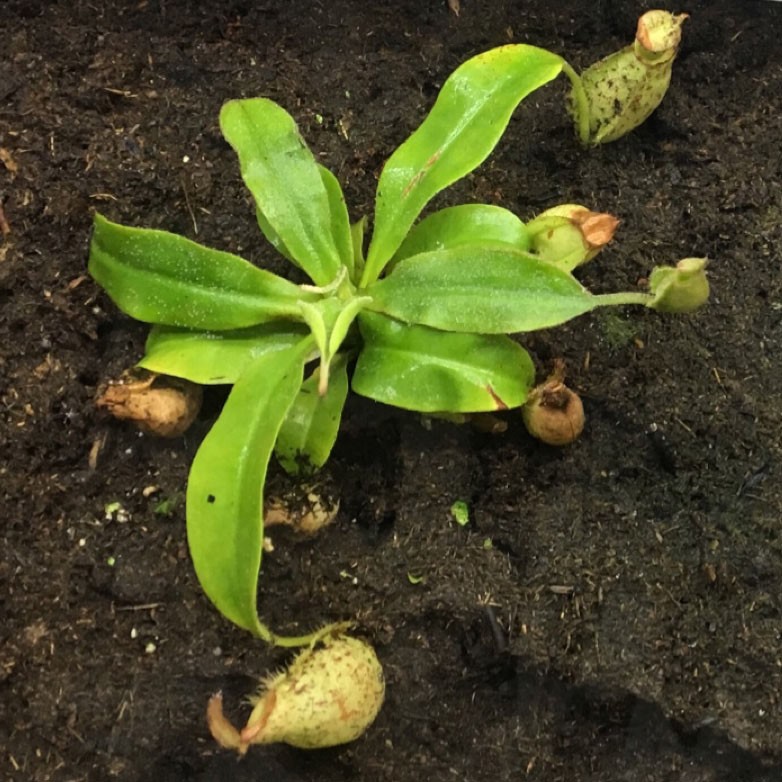 Flask-shaped pitcher-plant (Nepenthes ampullaria) Flower, Leaf, Care ...