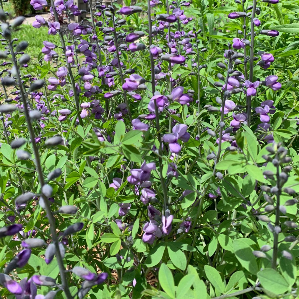 Baptisia - PictureThis