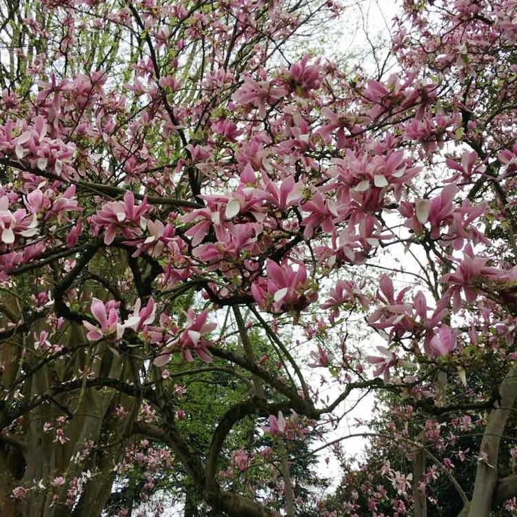 Magnolia - PictureThis