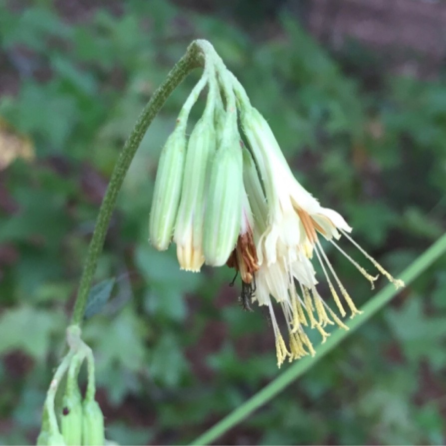Nabalus trifoliolatus - PictureThis