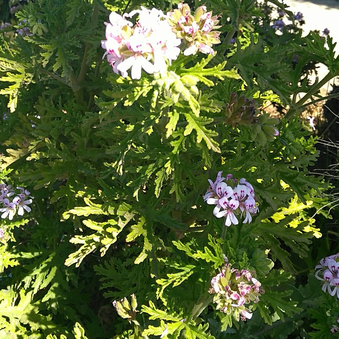 Pelargonium 'Radula' 花言葉，毒性，よくある質問 - PictureThis