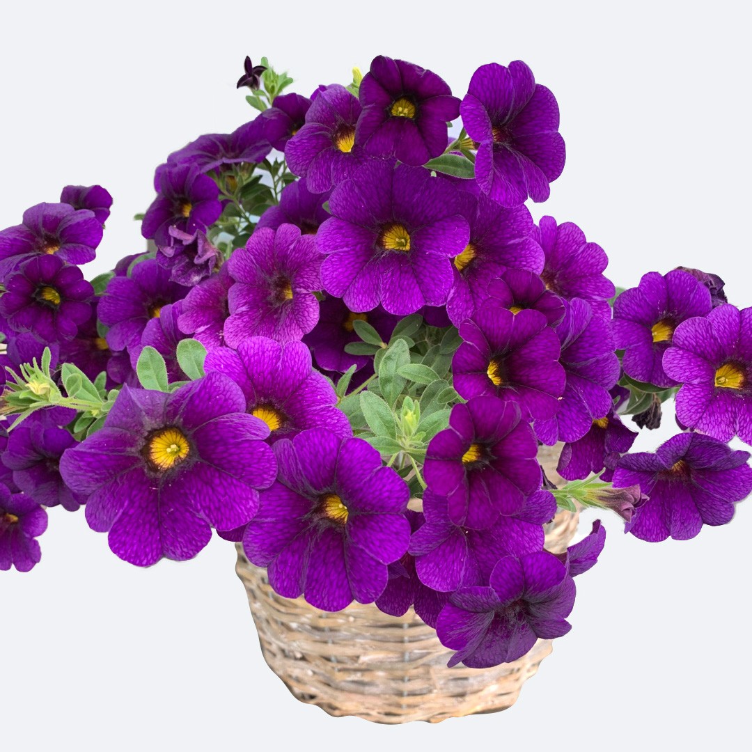 Calibrachoa Flower, Leaf, Care, Uses - PictureThis