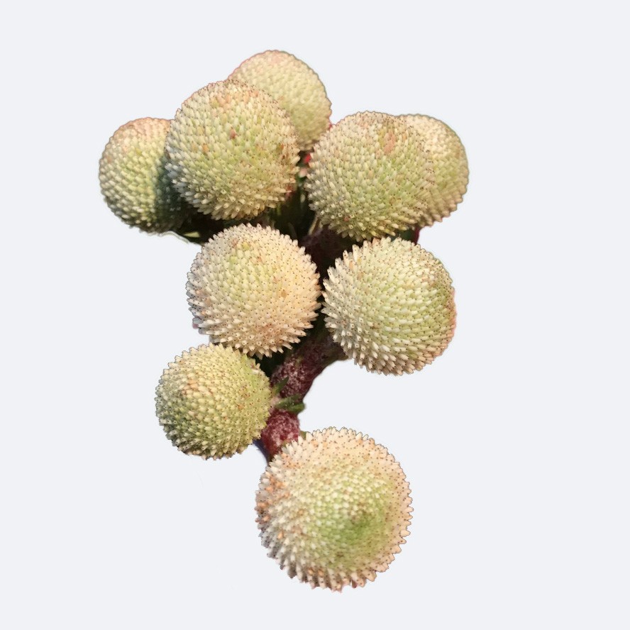 Berzelia abrotanoides - PictureThis