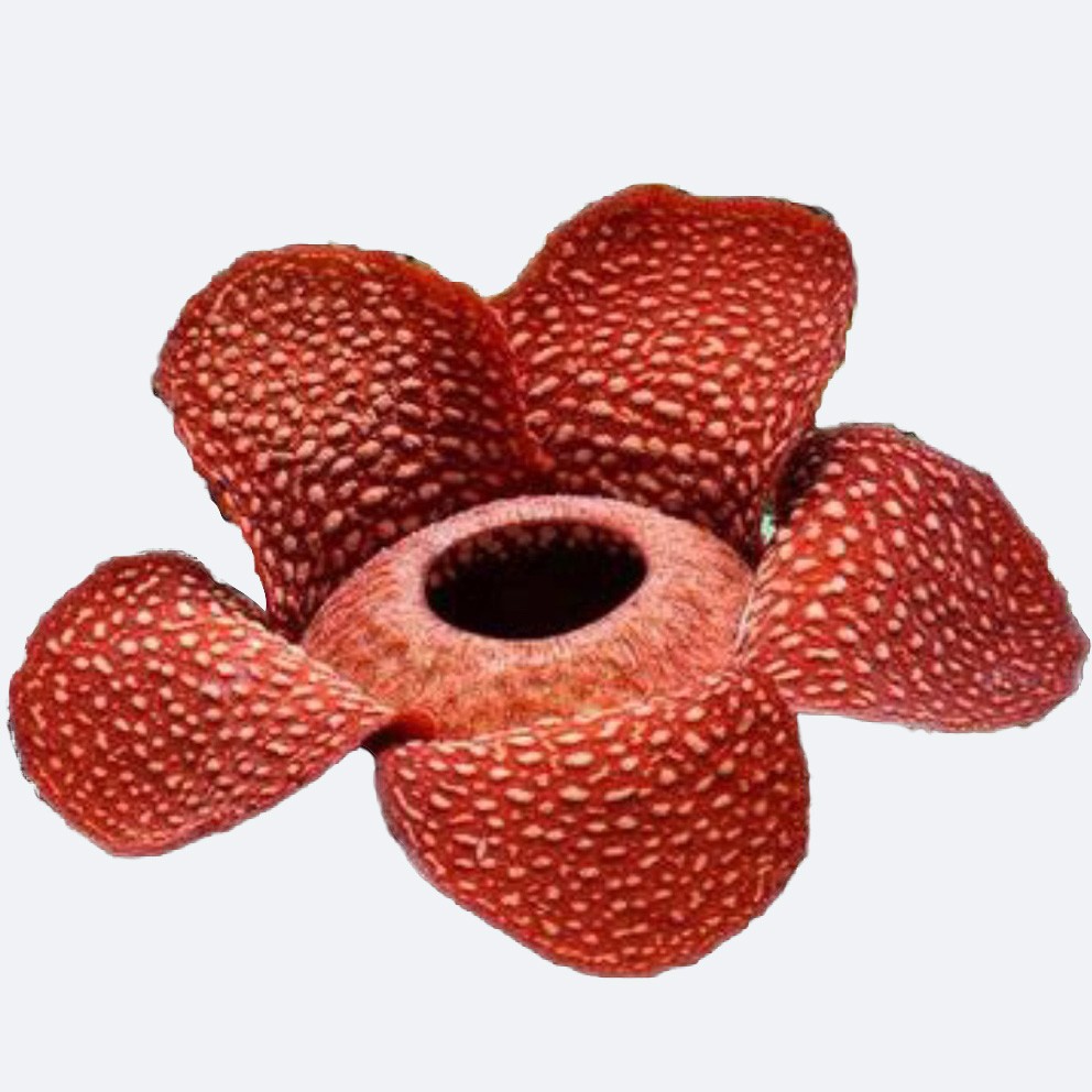 Rafflesia - PictureThis