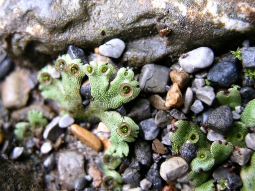 Marchantia emarginata - PictureThis