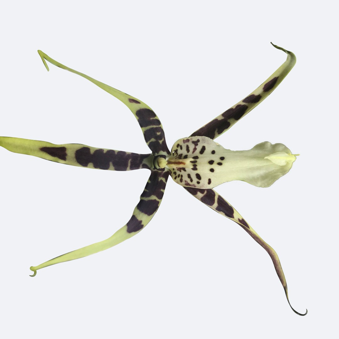 Spider orchid Care (Watering, Fertilize, Pruning, Propagation ...