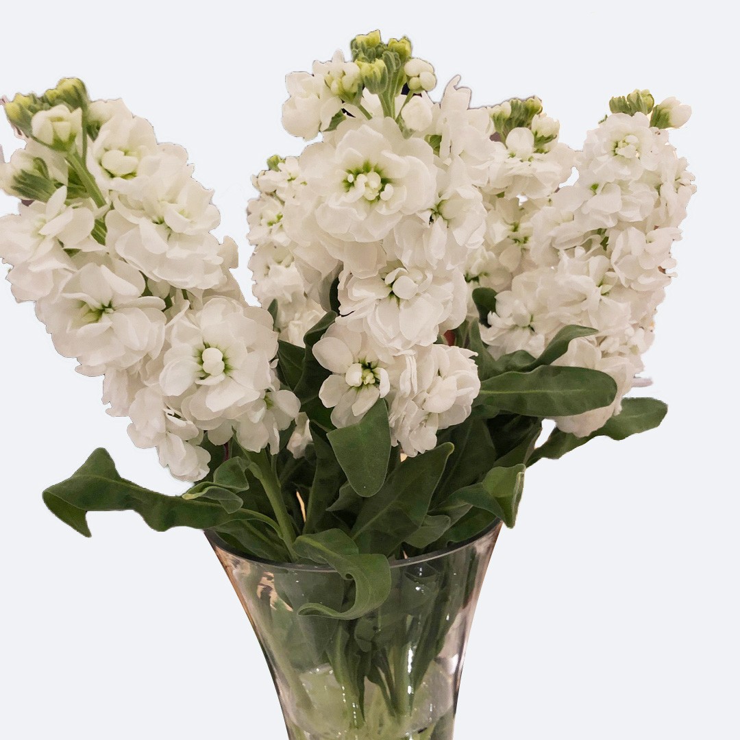 Matthiola (Matthiola) - PictureThis