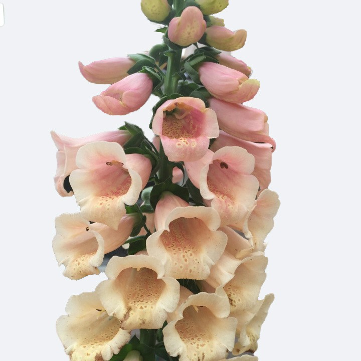 Digitalis purpurea 'Dalmatian Peach' - PictureThis