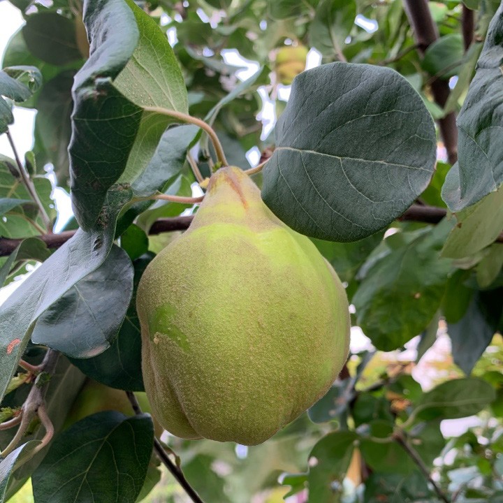 Quince Care (Watering, Fertilize, Pruning, Propagation) - PictureThis