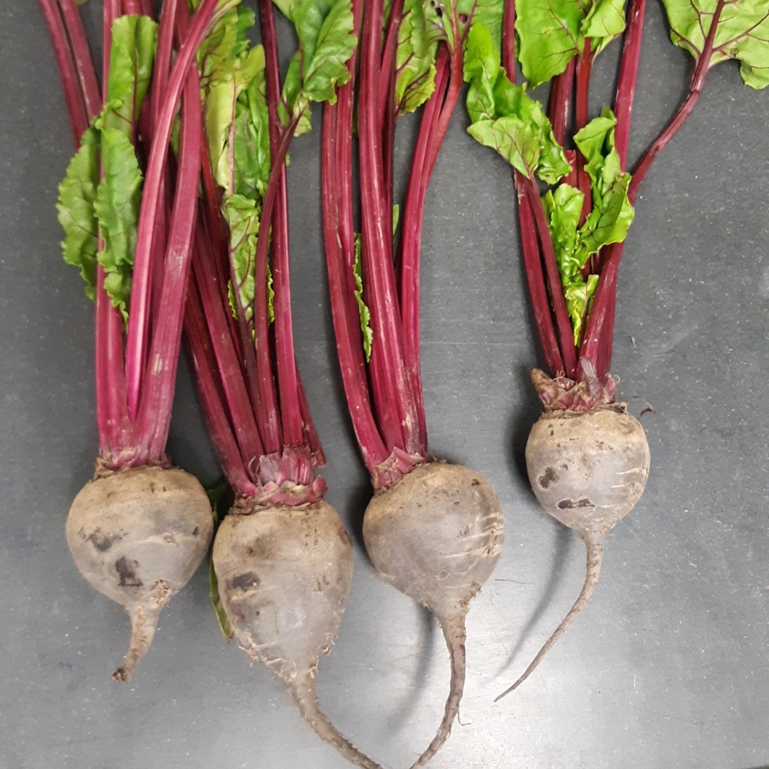 Beets Care (Watering, Fertilize, Pruning, Propagation) - PictureThis