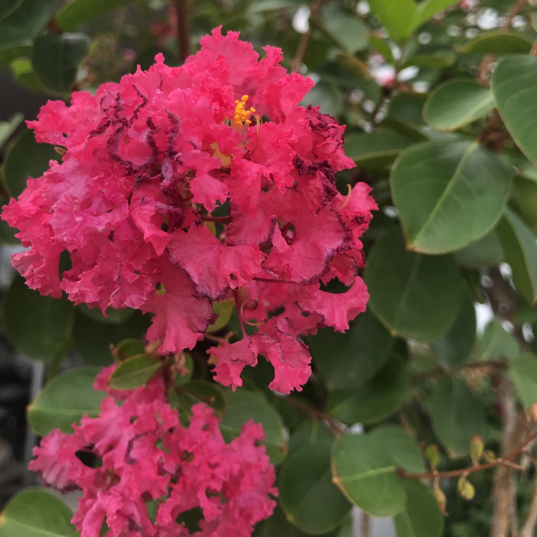 Lagerstroemia - PictureThis