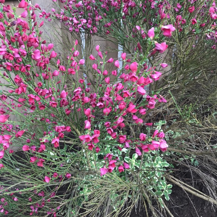 How to Plant and Grow Brooms 'Boskoop Ruby'(Cytisus × boskoopii ...