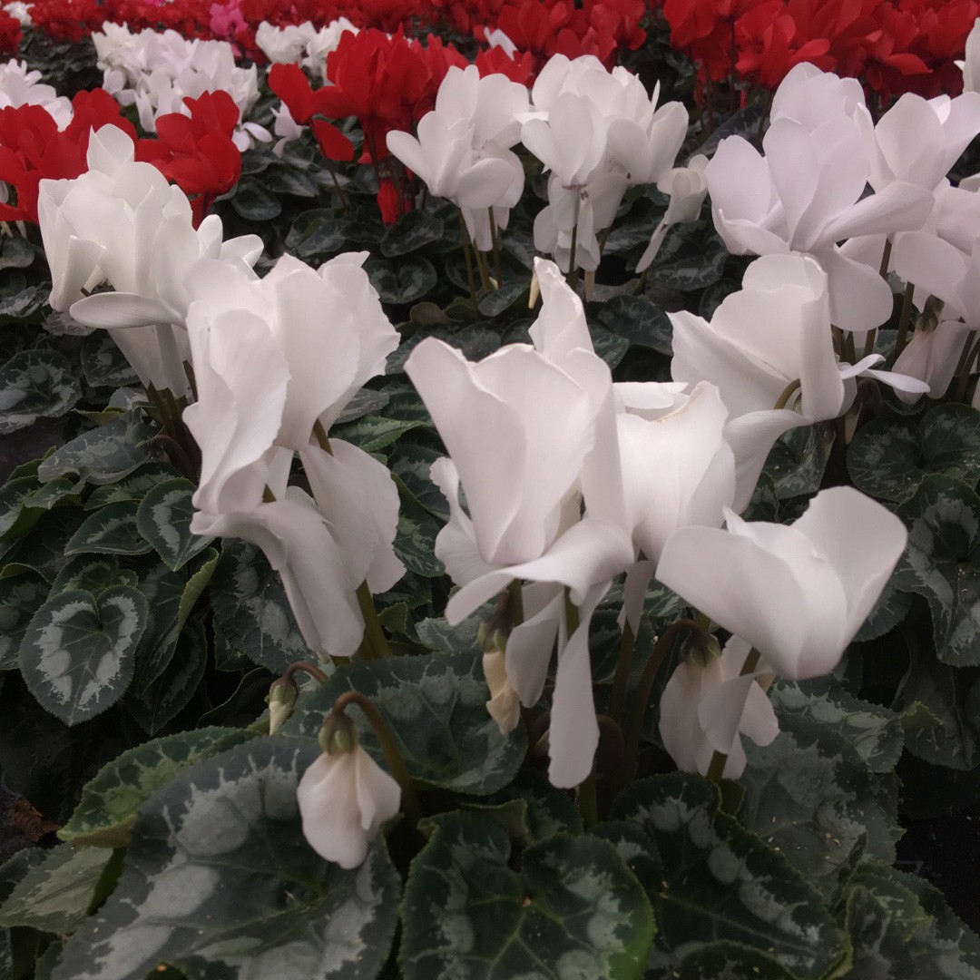 Alpenveilchen (Cyclamen) - PictureThis