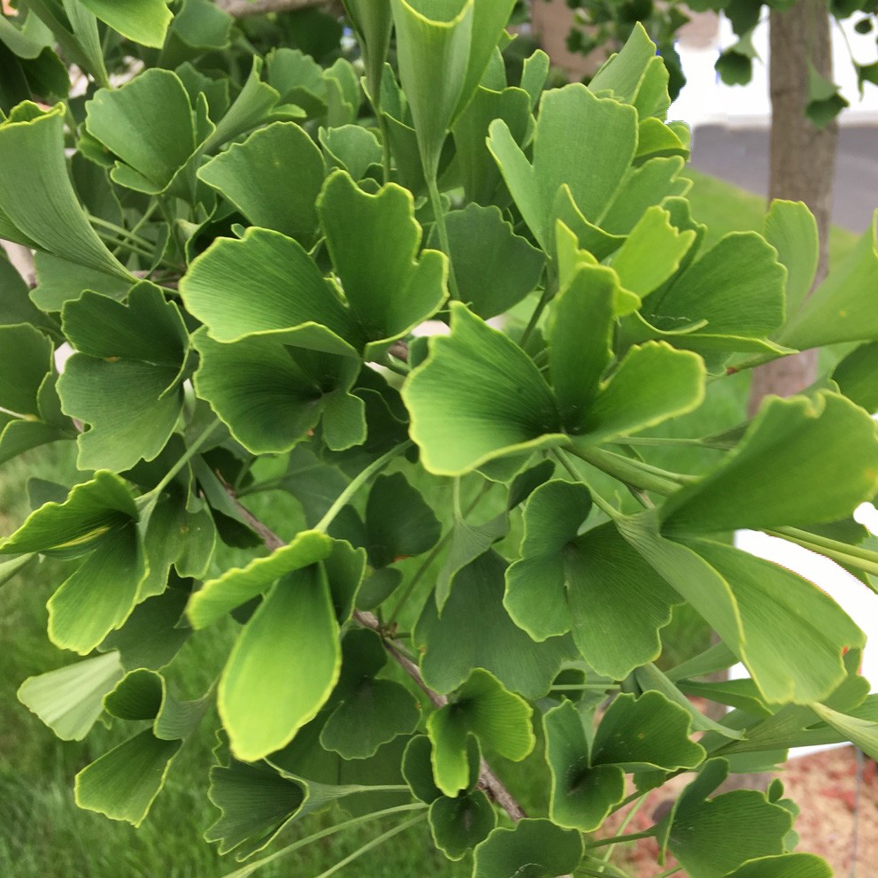 Ginkgos (Ginkgo) - PictureThis