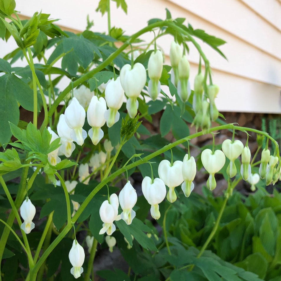 Bleeding heart Care (Watering, Fertilize, Pruning, Propagation ...