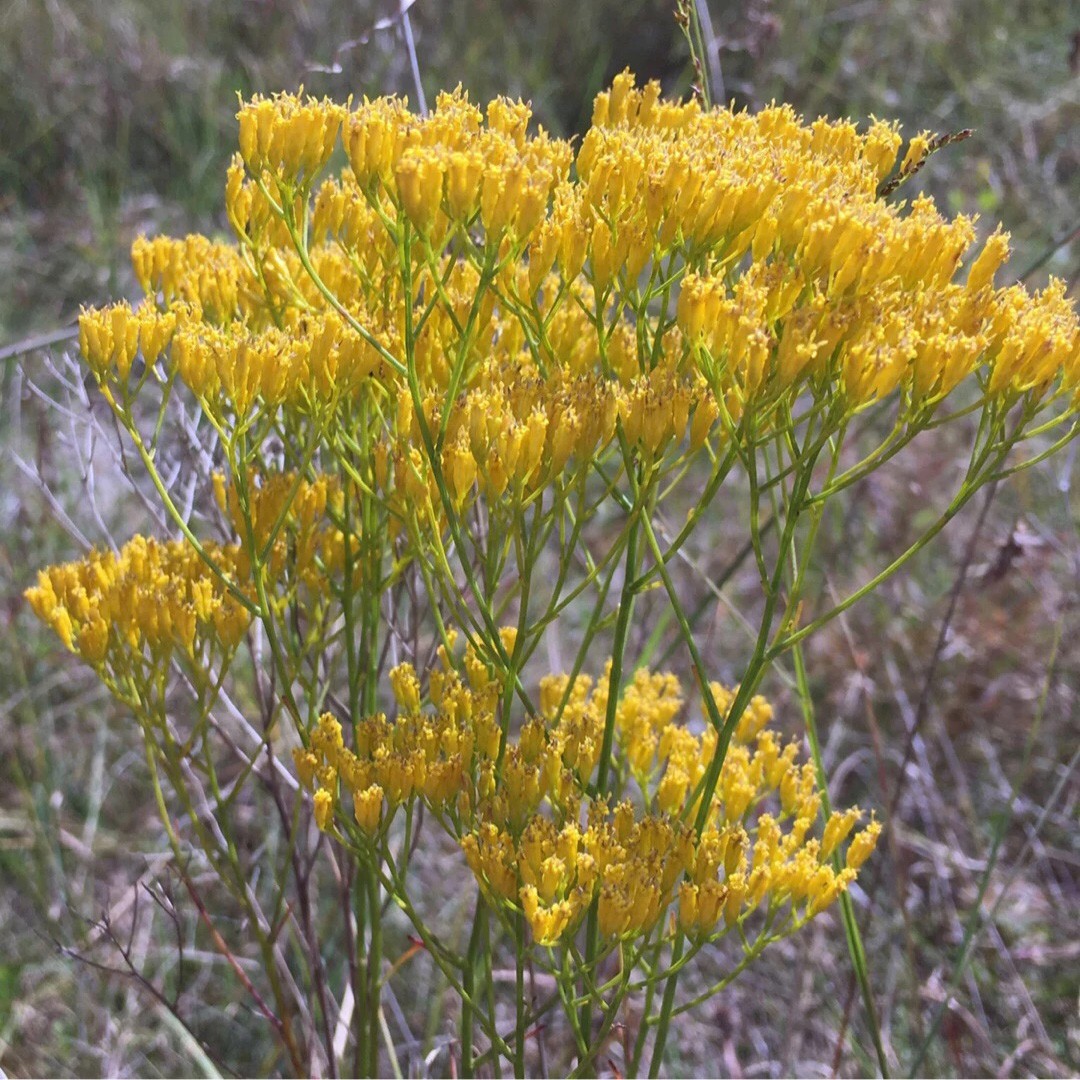 Chrysothamnus viscidiflorus - PictureThis