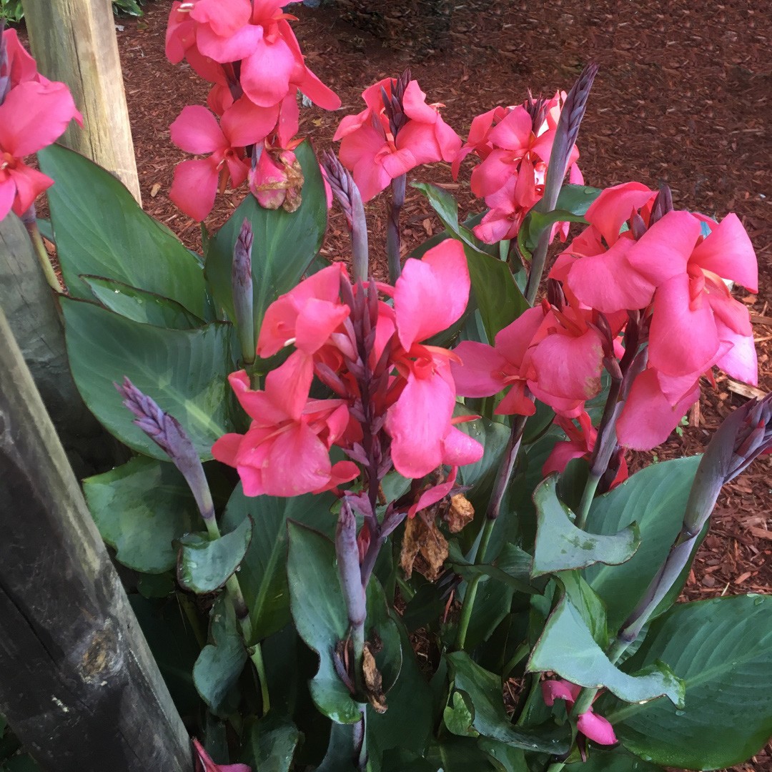 Blumenrohr (Canna) - PictureThis