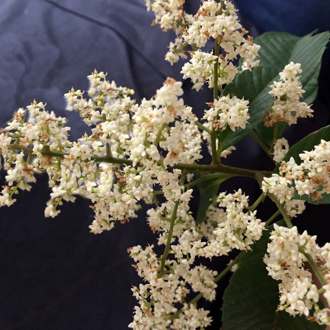 Meliosma Care (Watering, Fertilize, Pruning, Propagation) - PictureThis