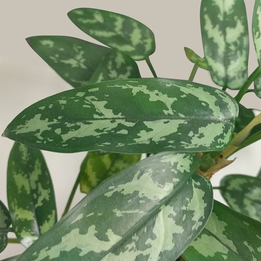 Chinese evergreen (Aglaonema commutatum) Flower, Leaf, Care, Uses ...