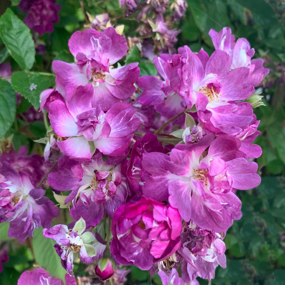 🍀 How to Grow and Care for Roses 'Veilchenblau'