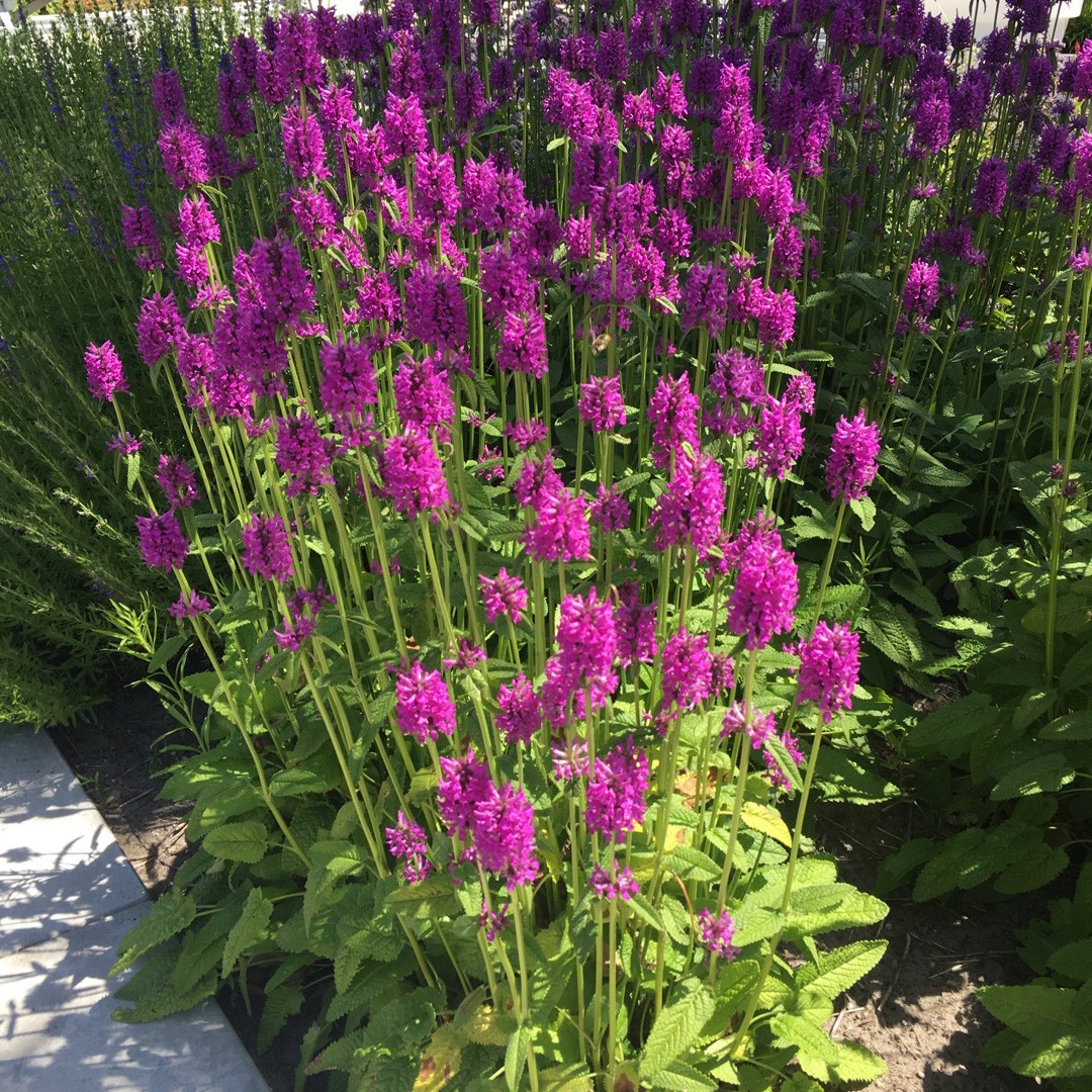 Betónicas (Betonica) - PictureThis