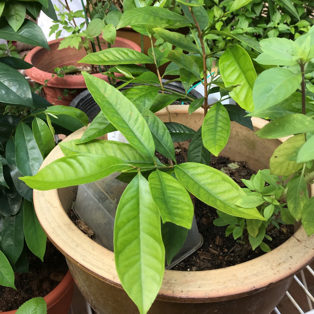 육두구 (Myristica fragrans) - PictureThis
