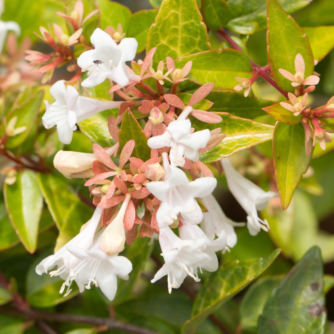 Abelia × grandiflora - PictureThis
