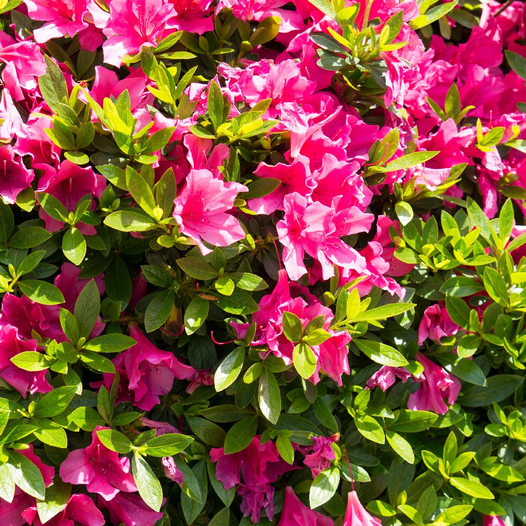 Rododendro (Rhododendron × pulchrum) - PictureThis