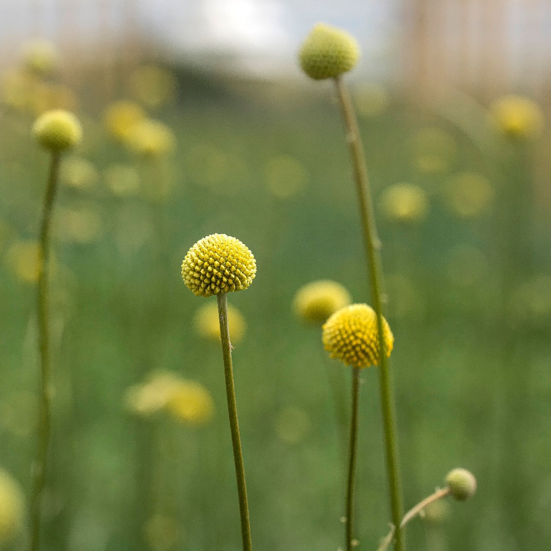 Craspedia (Pycnosorus globosus) - PictureThis