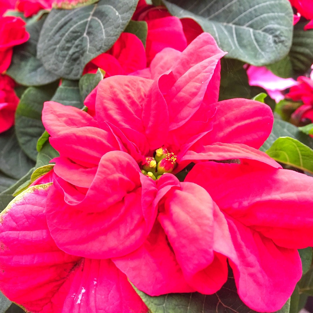 Spurges Care (Watering, Fertilize, Pruning, Propagation) - PictureThis