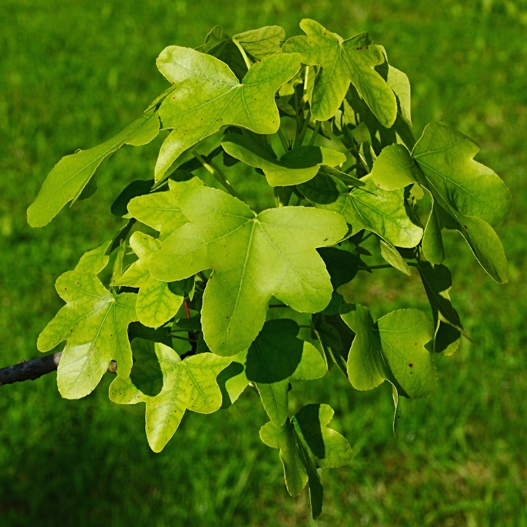 What are the Light Needs for Fruitless sweetgum in Gardening? (Type ...