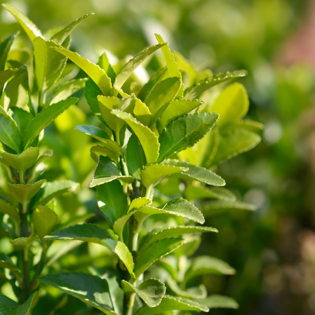 Spindle trees Care (Watering, Fertilize, Pruning, Propagation ...