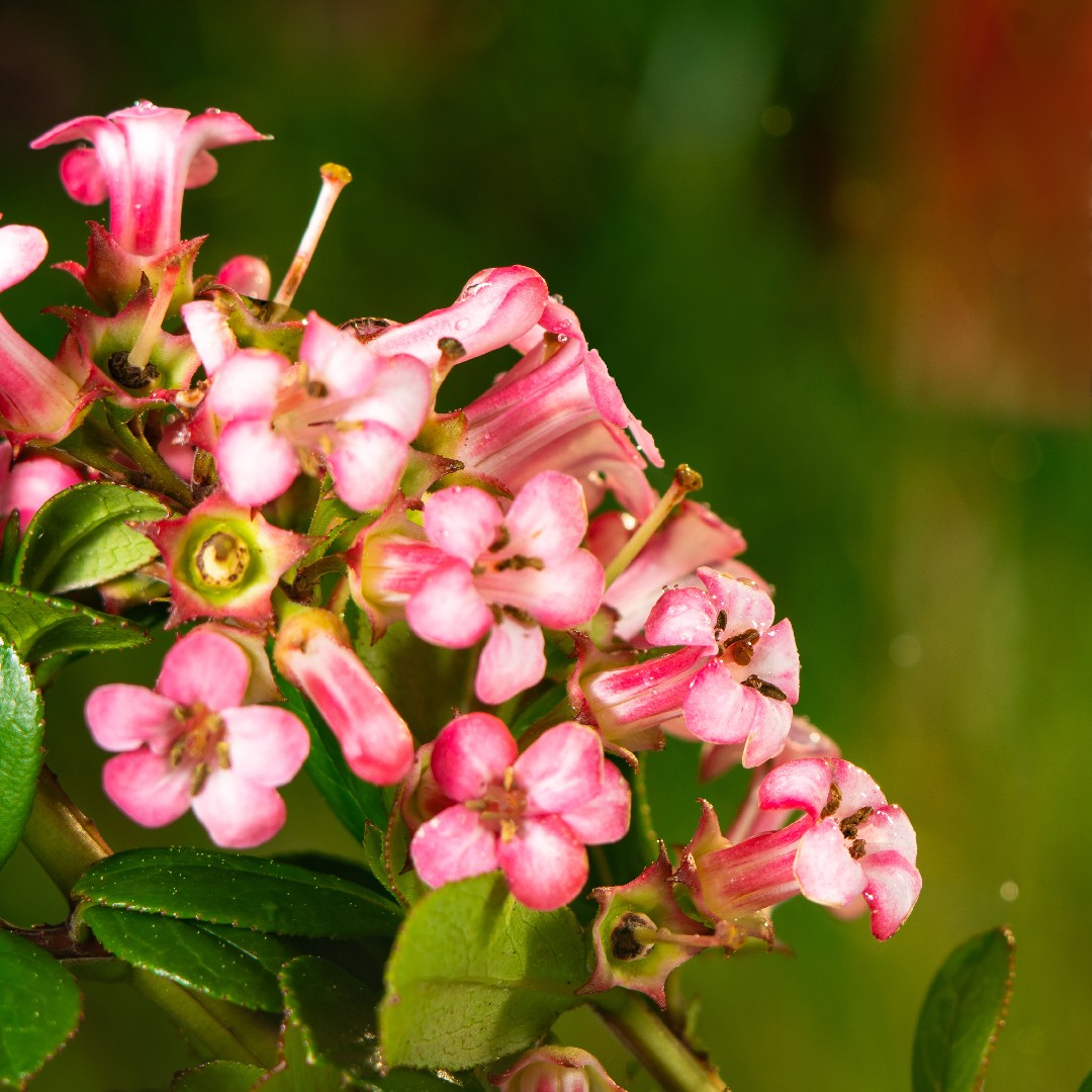 Escallonia - PictureThis