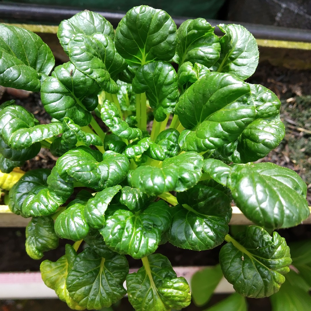 Brassica - PictureThis