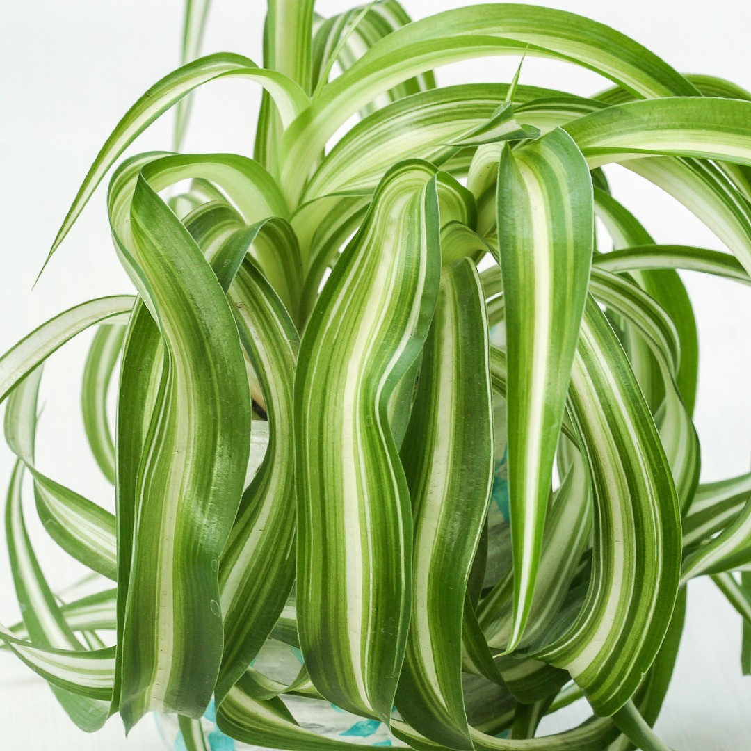 How much water does my Curly spider plant need? - PictureThis