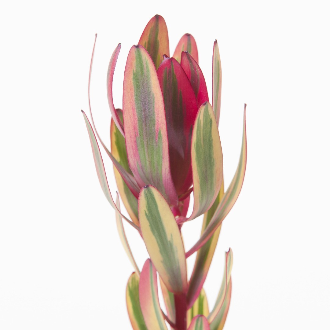 Conebushes (Leucadendron) Flower, Leaf, Care, Uses - PictureThis