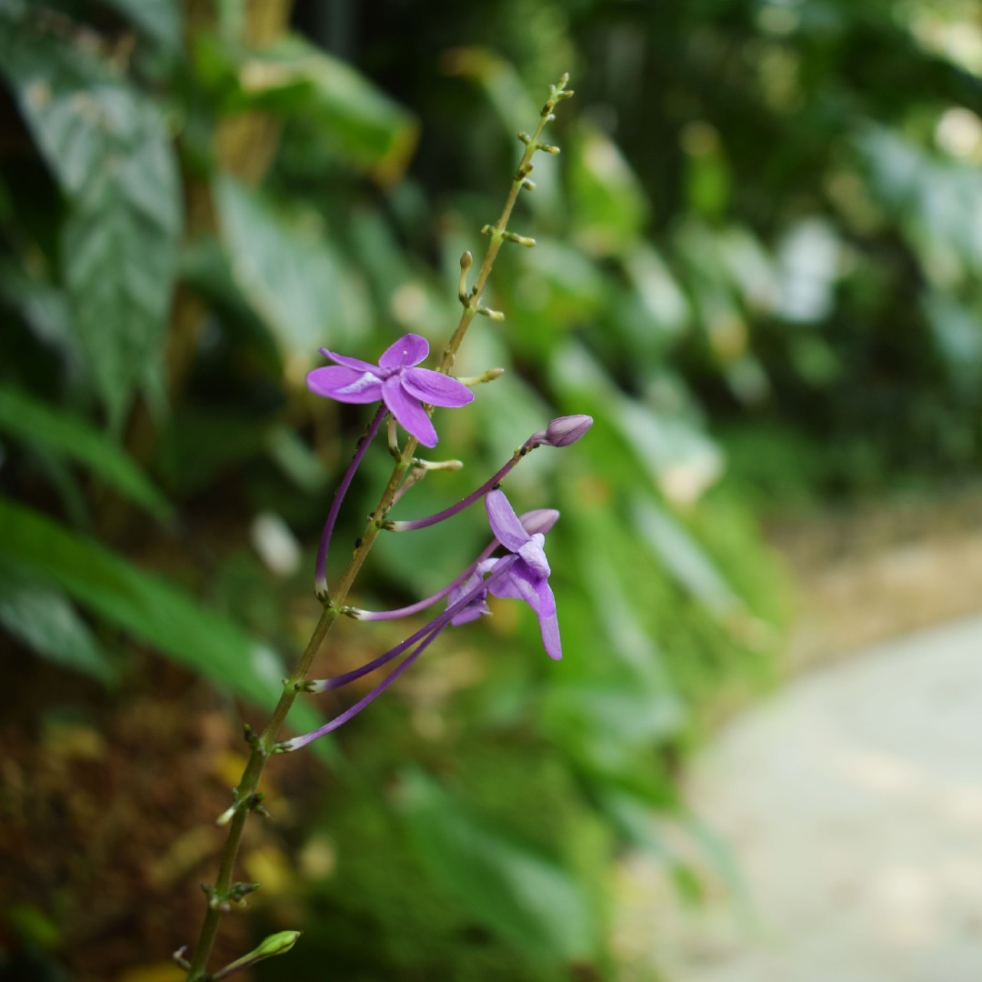 Pseuderanthemum alatum - PictureThis