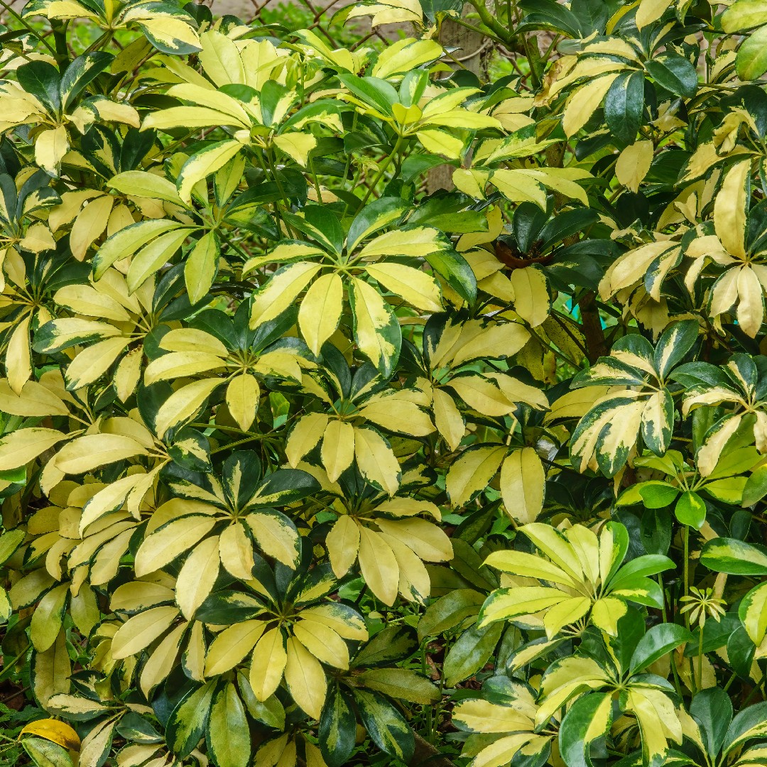 Schefflera Care (Watering, Fertilize, Pruning, Propagation) - PictureThis