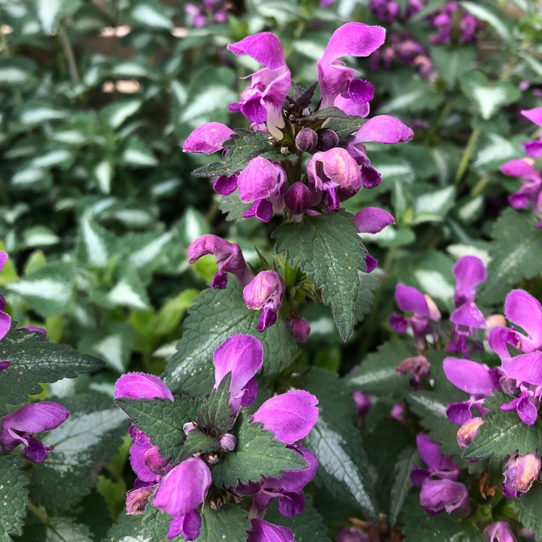 Dead-nettles (Lamium) Flower, Leaf, Care, Uses - PictureThis