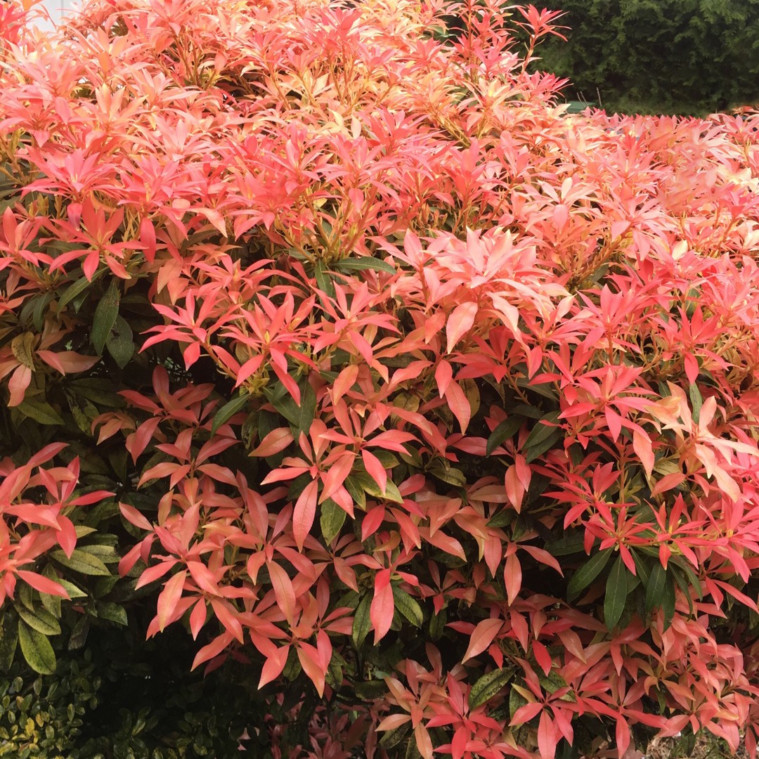 Pieris - PictureThis