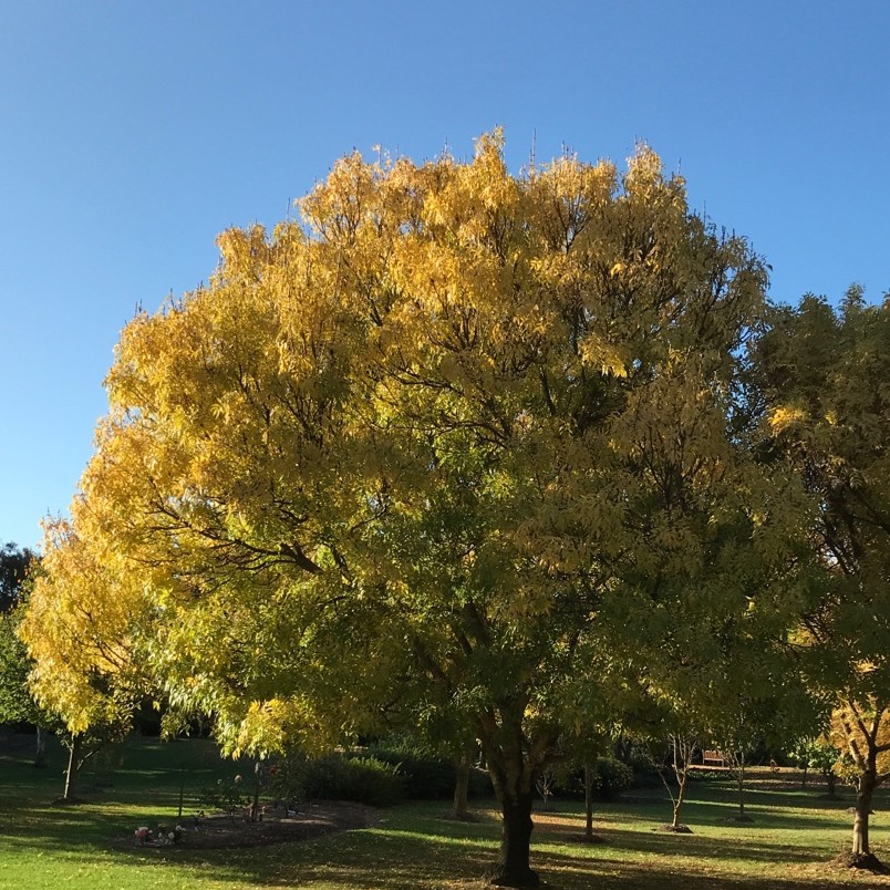 Fraxinus - PictureThis