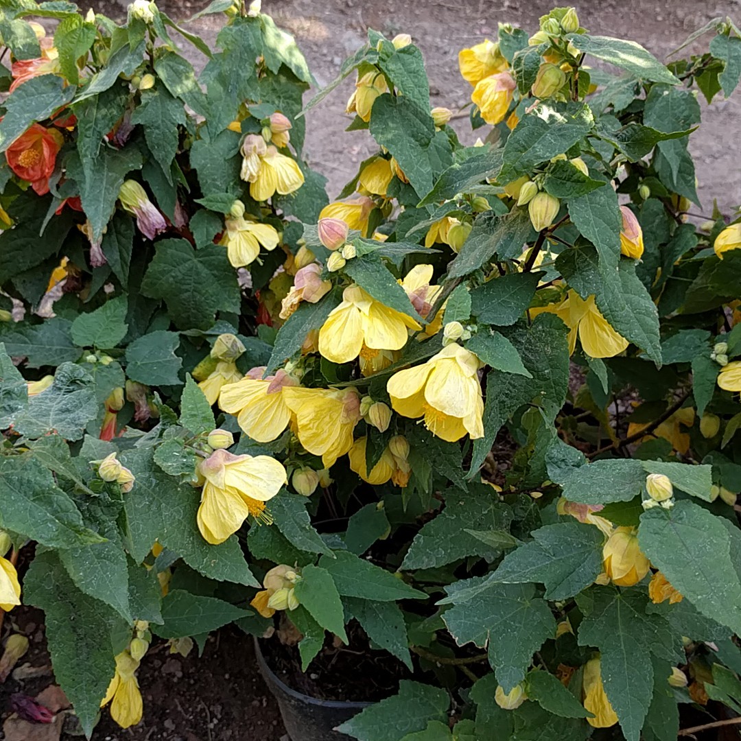 Indian mallow 'Lucky Lantern Yellow' (Abutilon 'Lucky Lantern Yellow ...