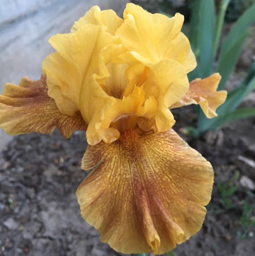 Iris germanica 'Tiger Honey' - PictureThis